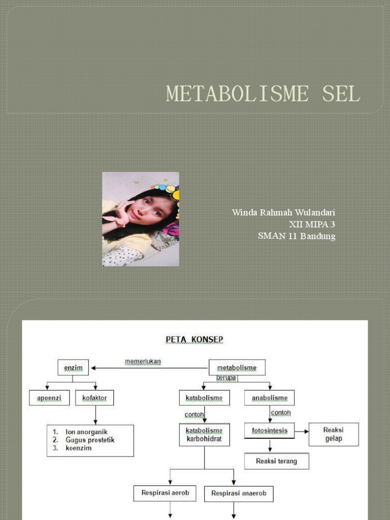 Metabolisme Sel | PDF