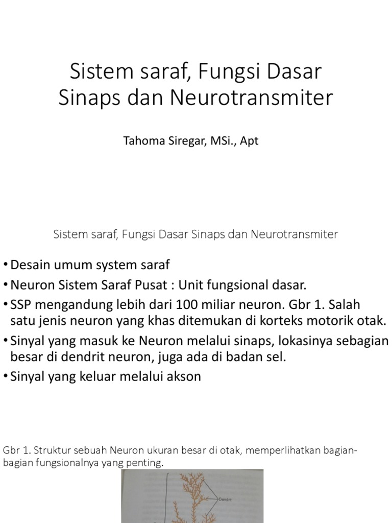Kuliah 9 Sistem Saraf, Fungsi Dasar Sinaps Dan Neurotransmiter | PDF ...