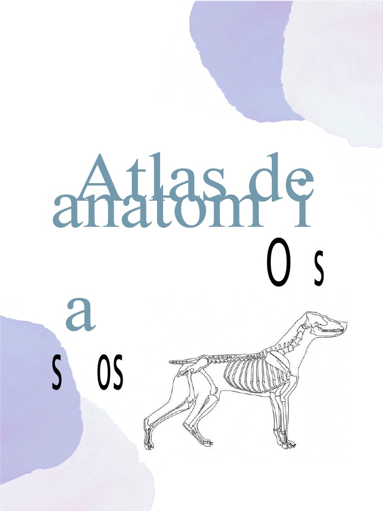 1 - Atlas de Anatomia - Ossos Vetnursecomamor (2305843009214767747 ...