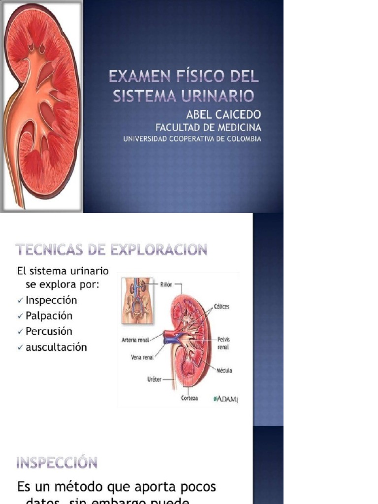 Examen Fisico Del Sistema Urinario | PDF