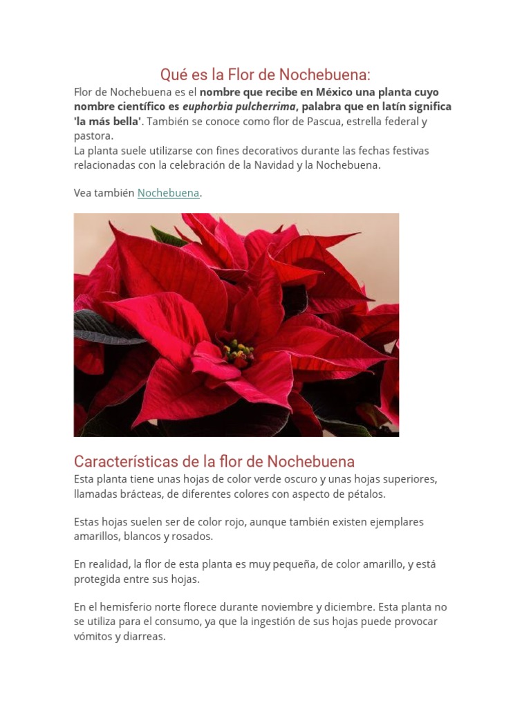 Qué Es La Flor de Nochebuena | PDF | Plantas