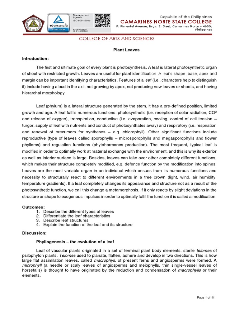 Plant Leaves | PDF | Leaf | Stoma