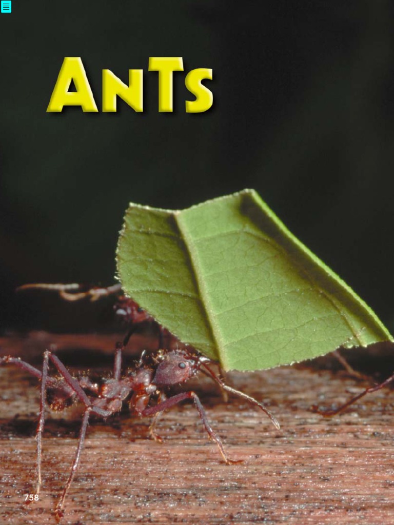 6 5 The Life and Times of The Ant | PDF | Ant | Nest