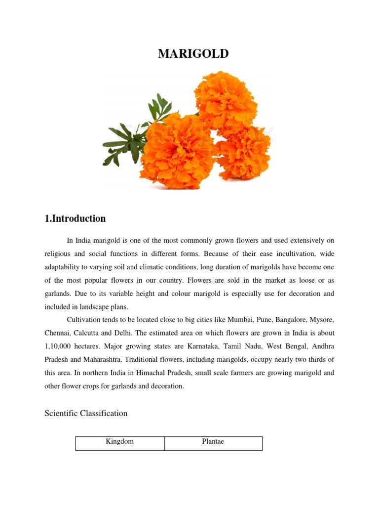Marigold PDF | PDF | Leaf | Plant Nutrition