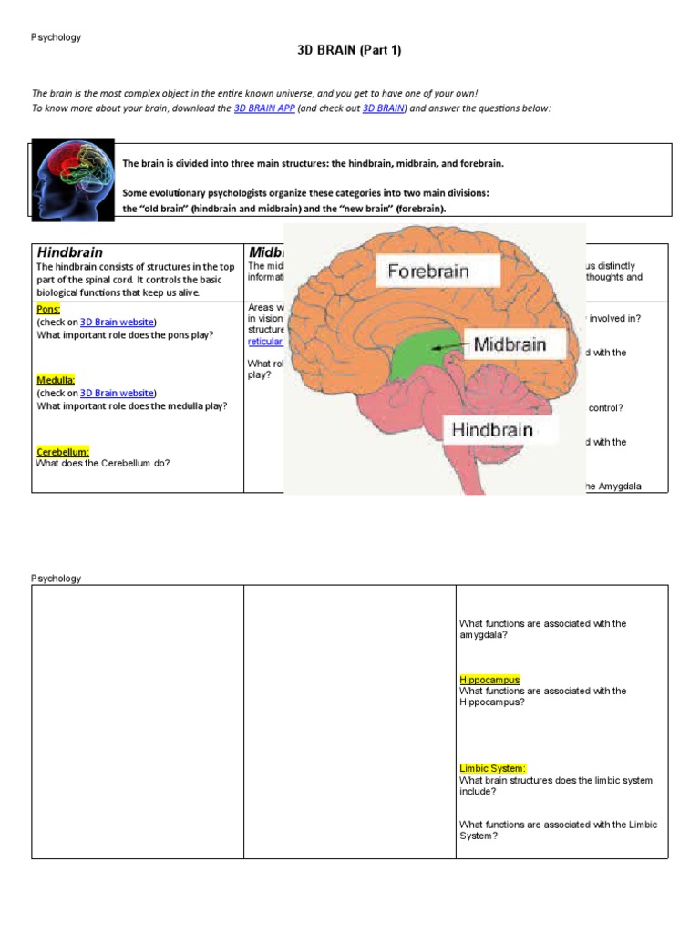 Hindbrain Midbrain Forebrain: 3D BRAIN (Part 1) | PDF | Brain | Limbic ...