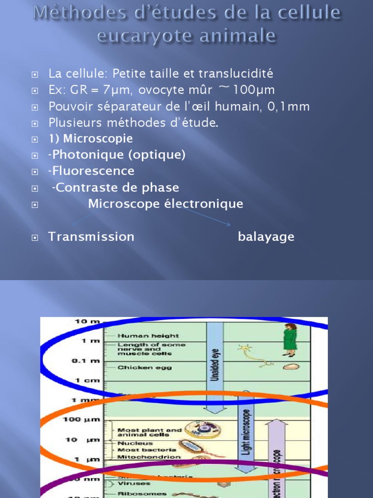 Méhode D'étude de La Cellule - 4 | Descargar gratis PDF | Cellule (Biologie) | Chimie