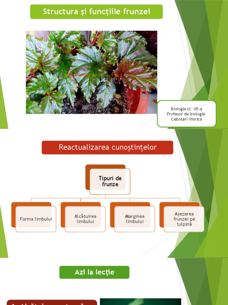 3.4.1structura Si Functiile Frunzei | PDF