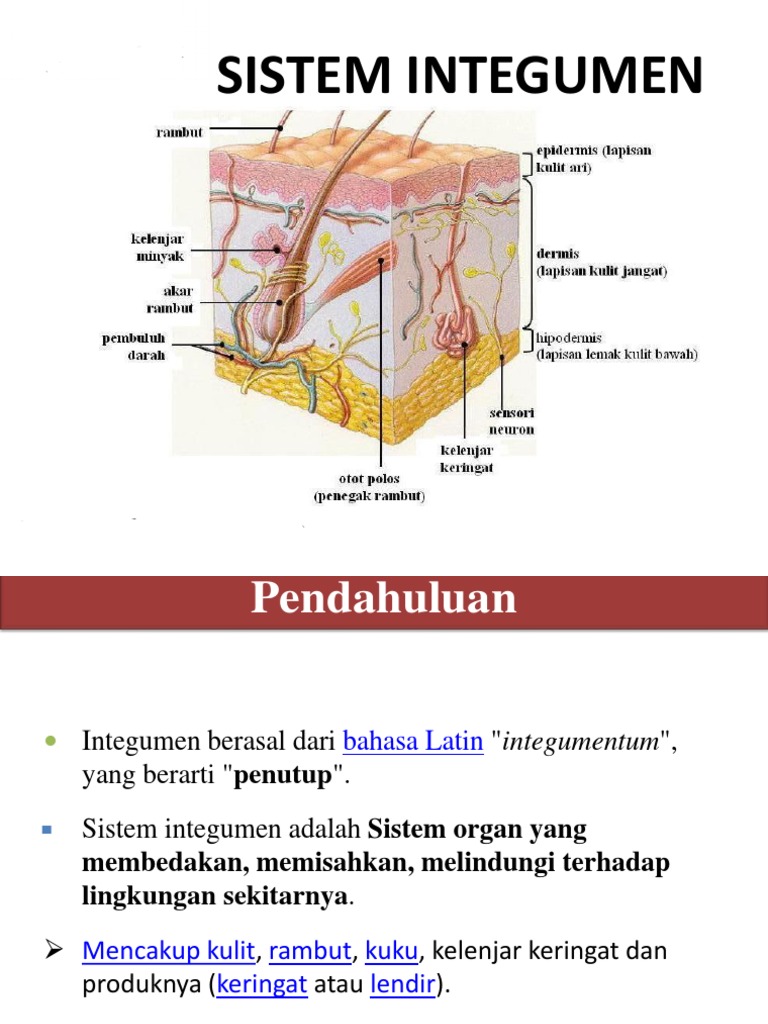 Sistem Integumen Manusia | PDF | Sains & Matematika