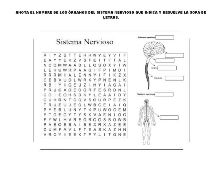 Sopa de Letras Sistema Nervioso | PDF