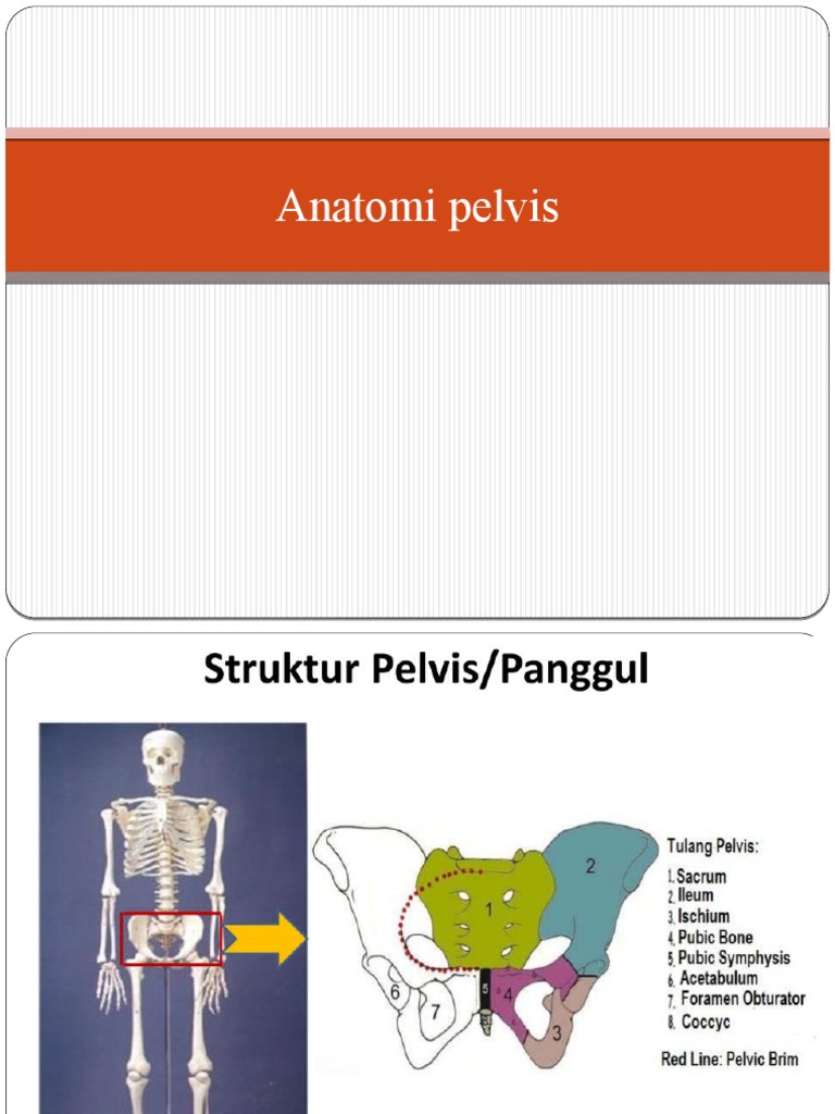 Anatomi Pelvis | PDF