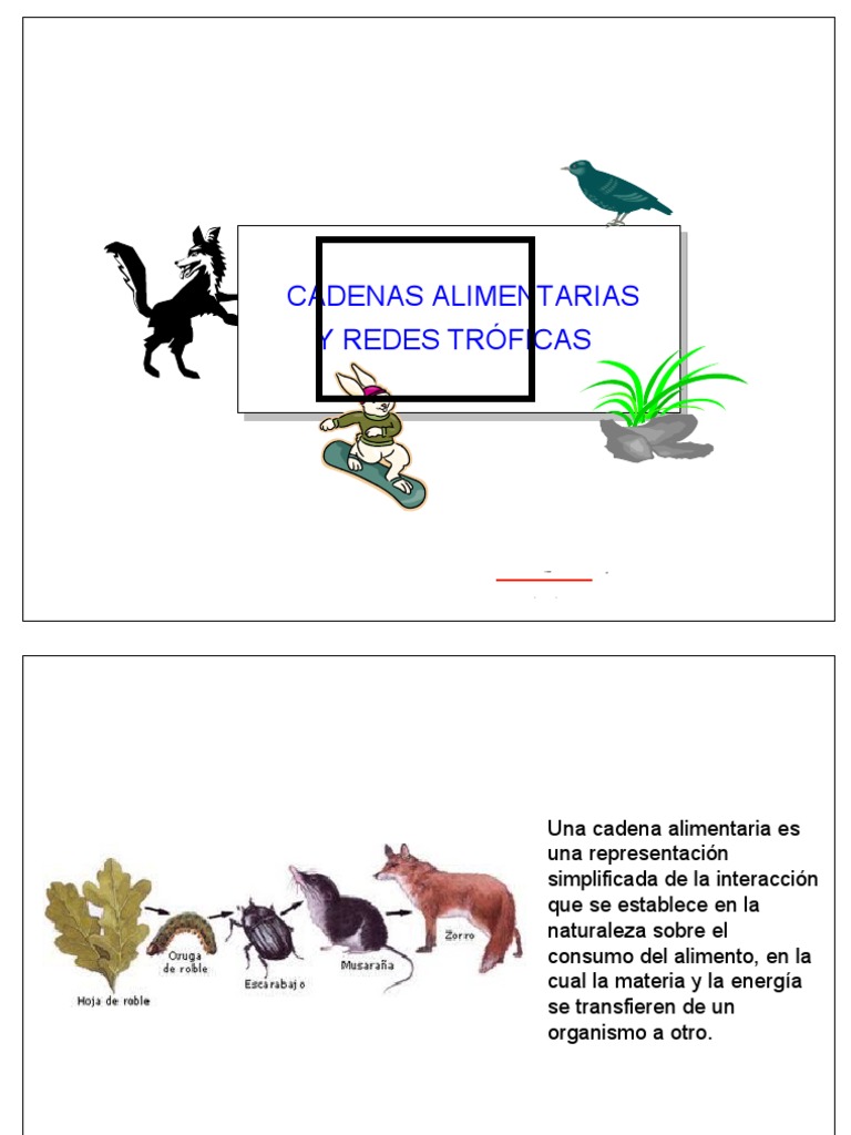 Diapositivas Cadena Alimeenticia y Redes Tróficas | PDF | Red ...