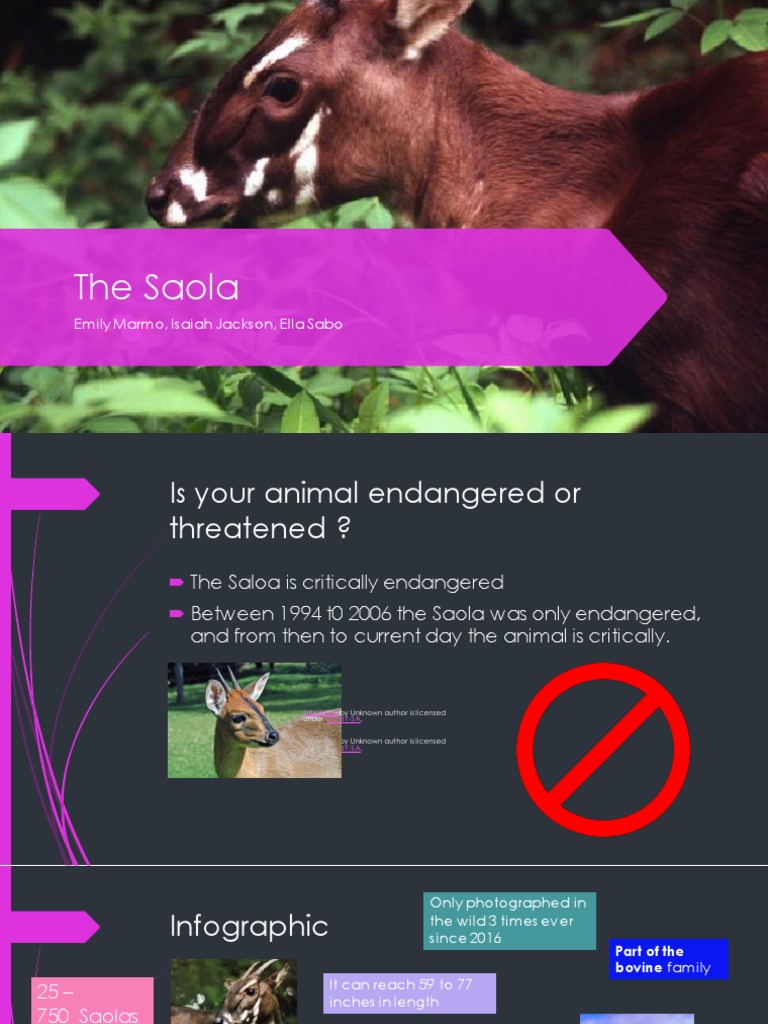 A Comprehensive Look at the Critically Endangered Saola and Efforts to ...