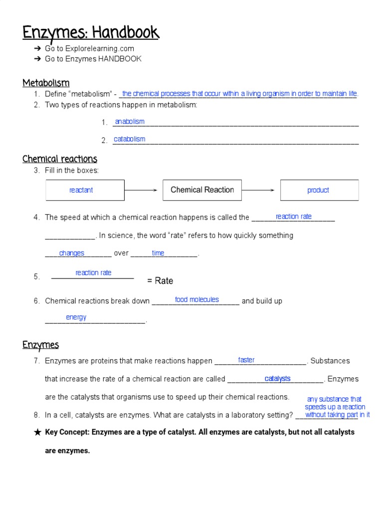 Enzymes And Chemical Reactions Worksheet Metabolism: Energy And