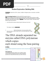 Student Exploration: Building DNA | PDF | Dna Replication | Dna