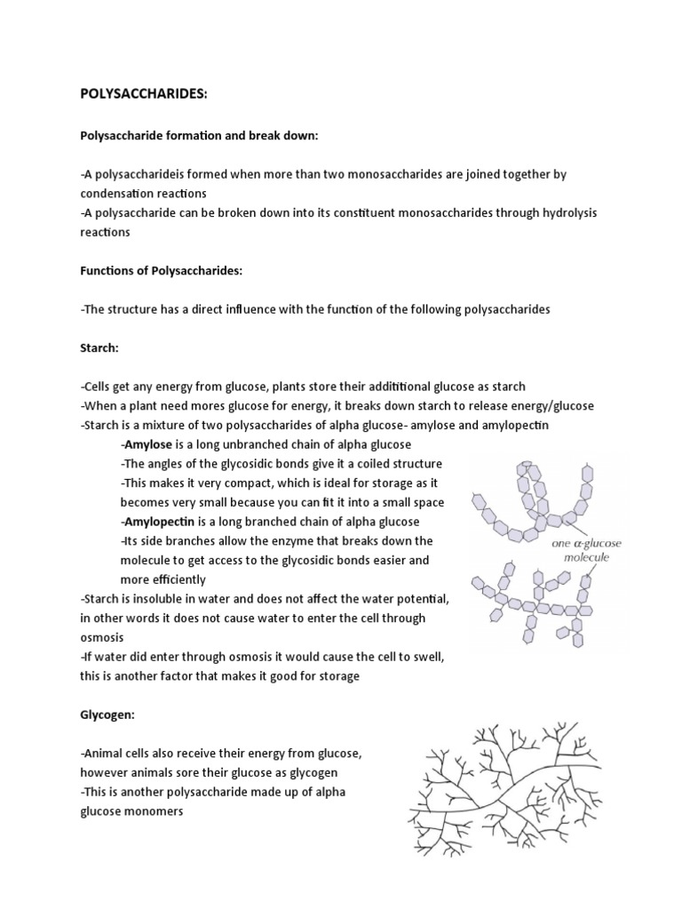 3 Polysaccharide Notes | PDF | Polysaccharide | Glucose