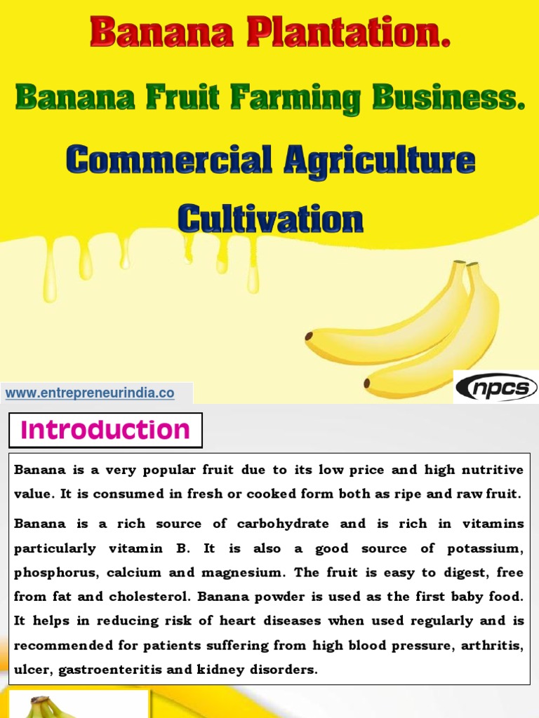 A Comprehensive Overview of the Banana Industry in India: Production ...