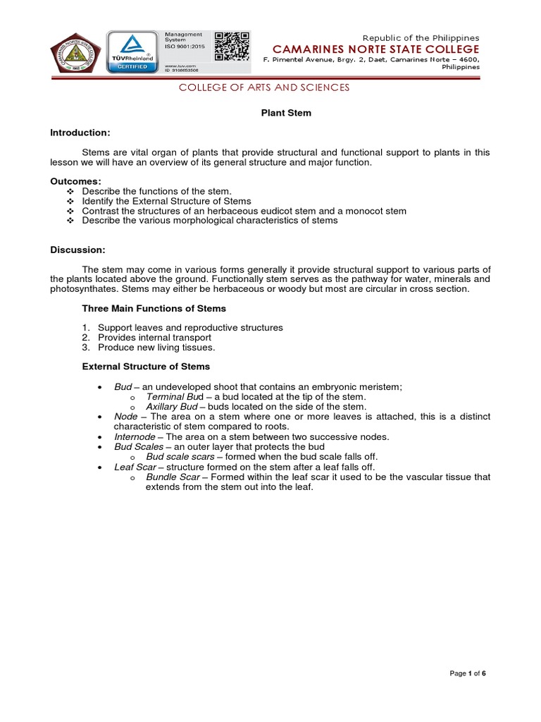 Plant Stem | PDF | Plant Stem | Leaf