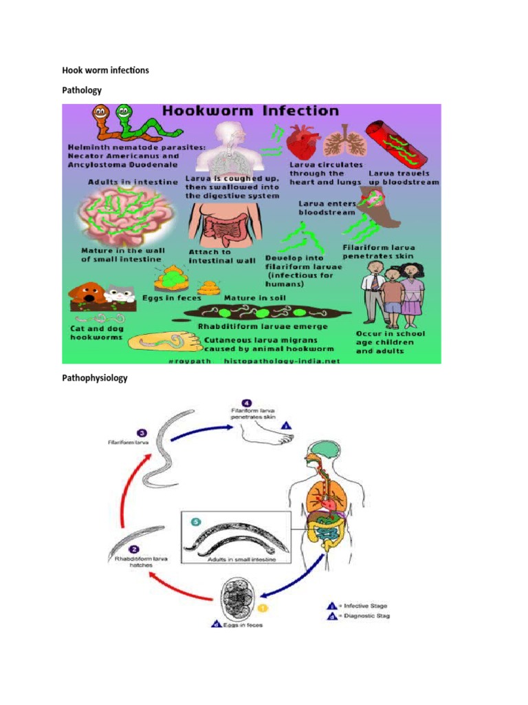 Hook Worm Infections | PDF | Medicine | Diseases And Disorders