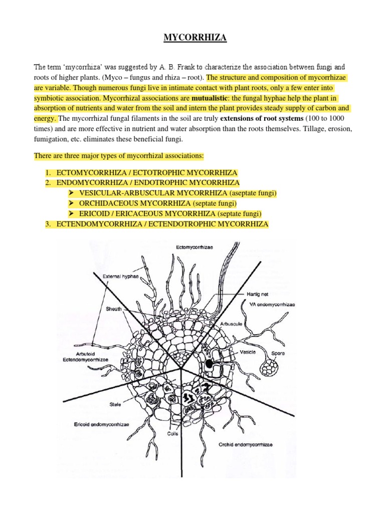 MYCORRHIZA | PDF | Fungus | Biology