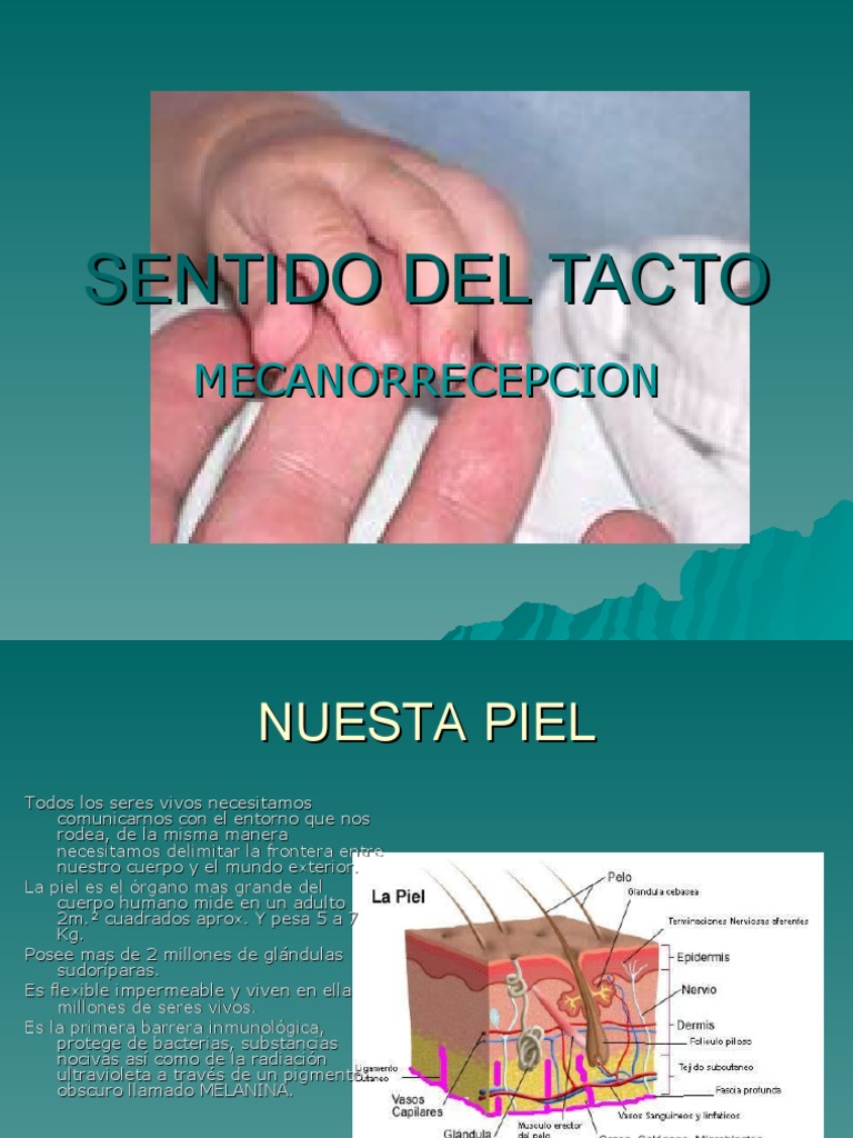 Sentido Del Tacto | PDF | Piel | Anatomía