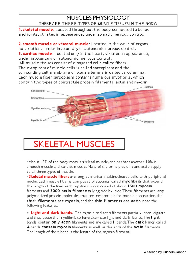 Skeletal Muscles | PDF | Muscle Contraction | Neuromuscular Junction