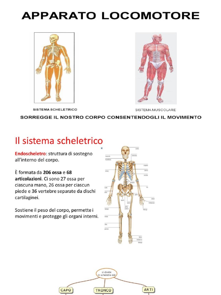Apparato Locomotore | PDF