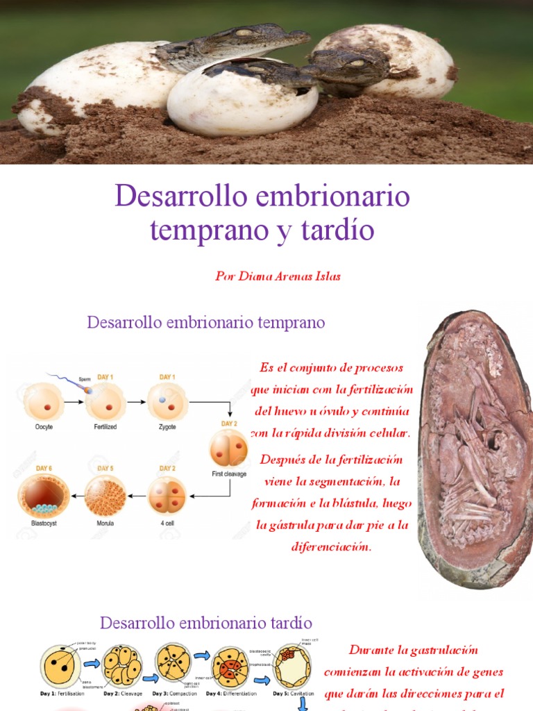 Desarrollo Embrionario Temprano y Tardío | PDF | Embrión | Reproducción