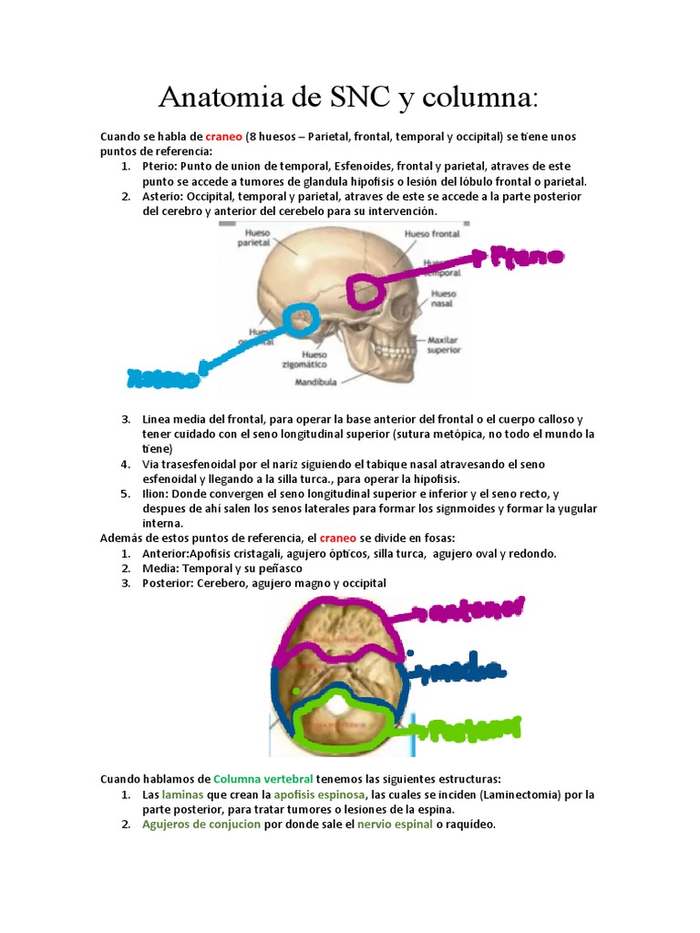 1° Anatomía Del SNC - Molina | PDF | Sistema nervioso central | Órgano ...