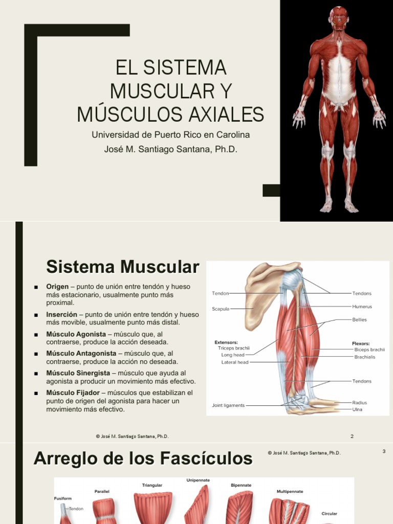El Sistema Muscular y Músculos Axiales | PDF | Abdomen | Anatomía humana