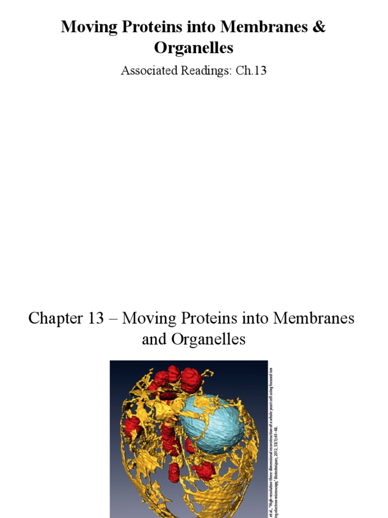 6 Moving Proteins Slides | PDF | Protein Targeting | Endoplasmic Reticulum