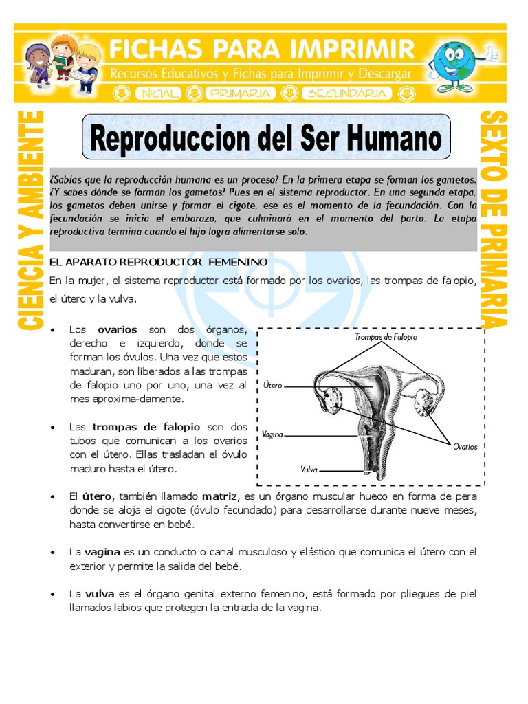 Reproducción Humana para Sexto Grado | PDF | Sistema reproductivo ...
