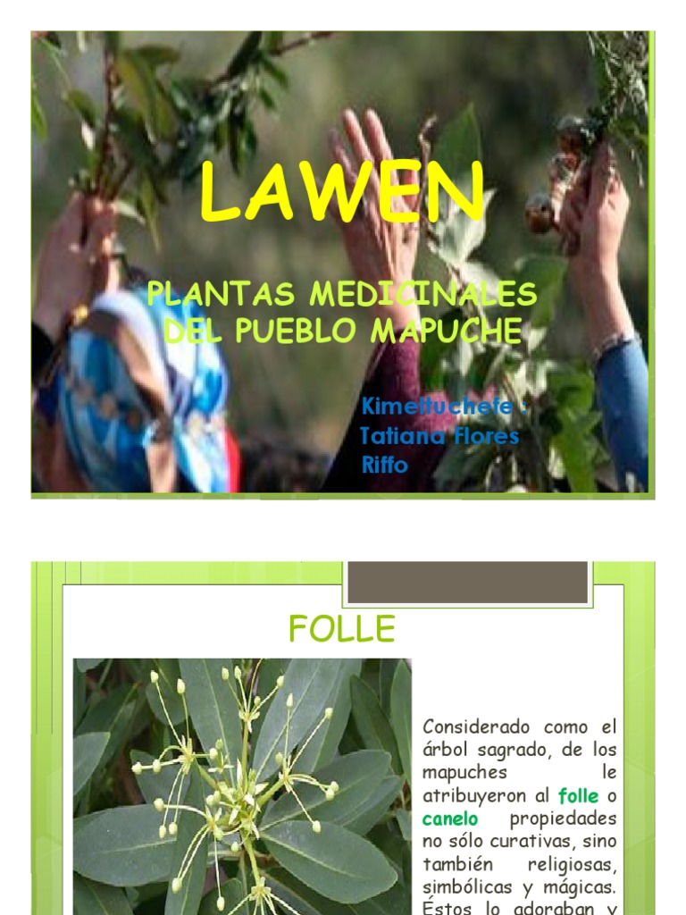 Lawen - 12 Plantas Mapuches | PDF