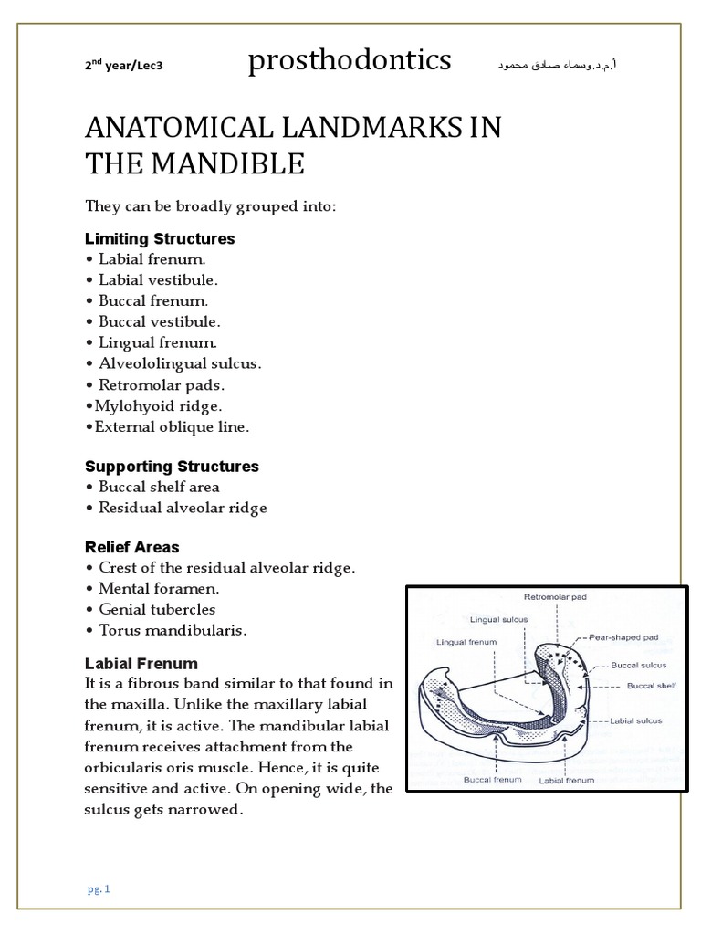 Retromolar Pad Anatomy