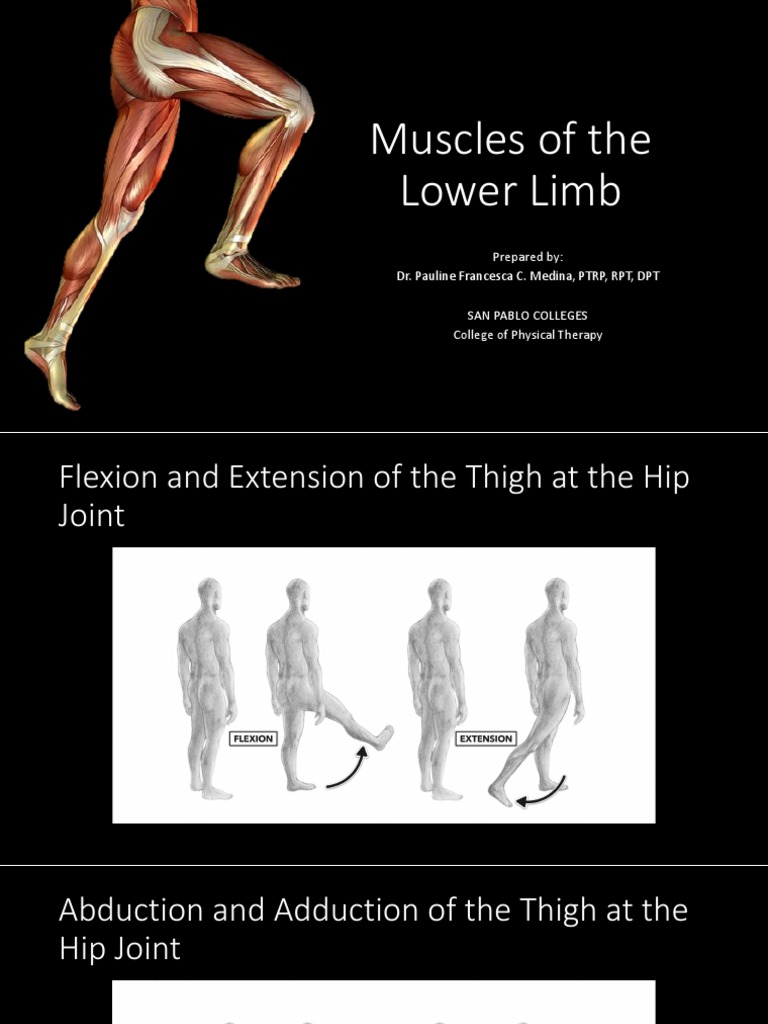 Lower Limb Muscles | Download Free PDF | Human Leg | Knee
