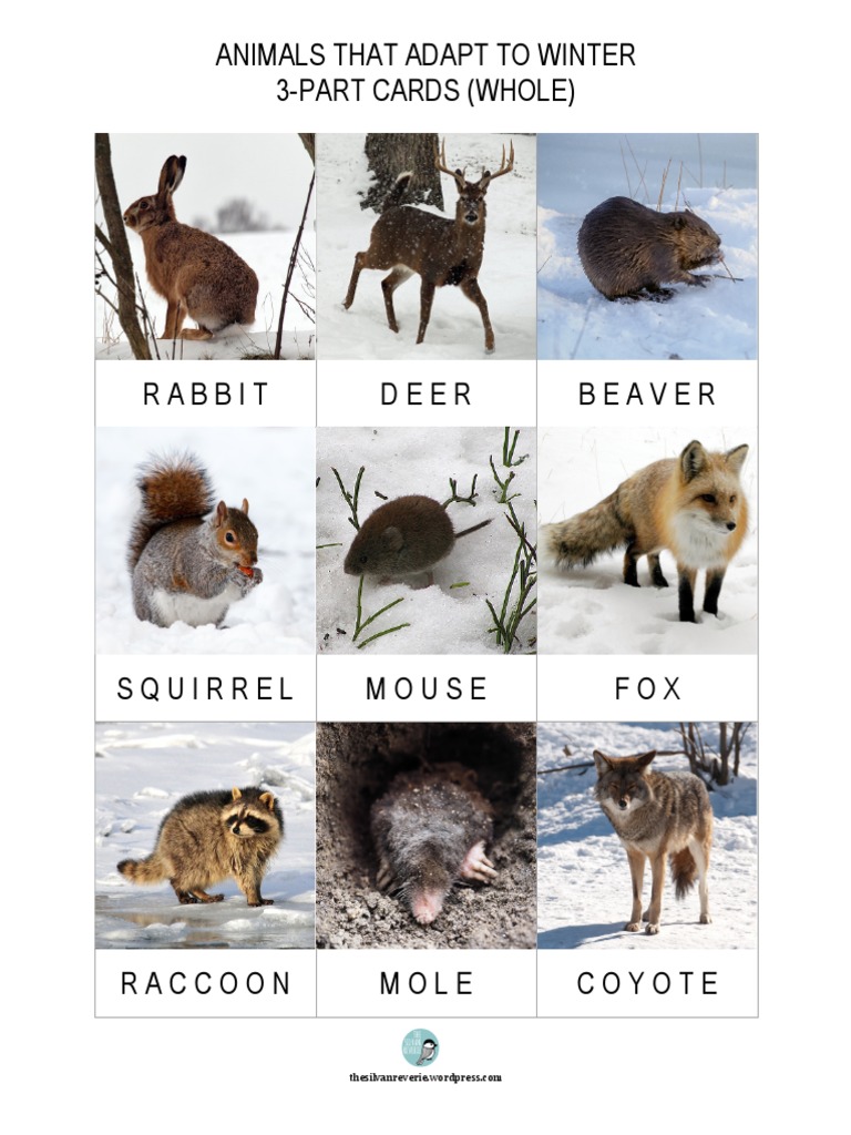 Animals That Adapt To Winter 3-PART CARDS | PDF