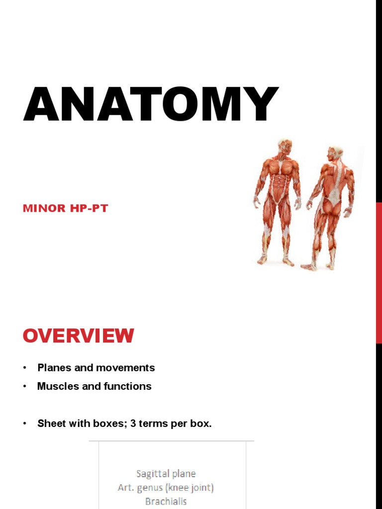 Anatomy Lect1 Mrt2021 | PDF