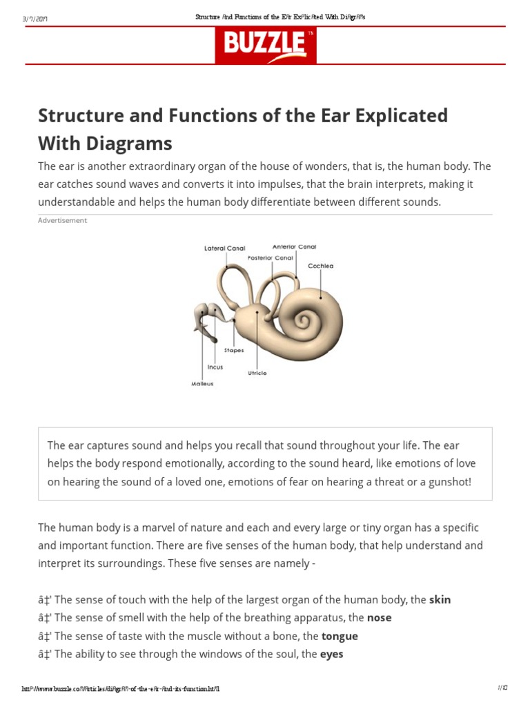 Structure and Functions of The Ear Explicated With Diagrams | PDF | Ear ...