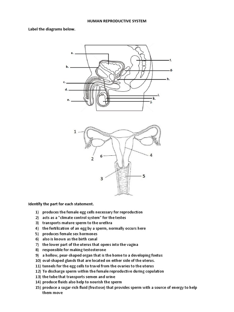 1 Human Reproductive System | PDF | Science & Mathematics | Religion ...