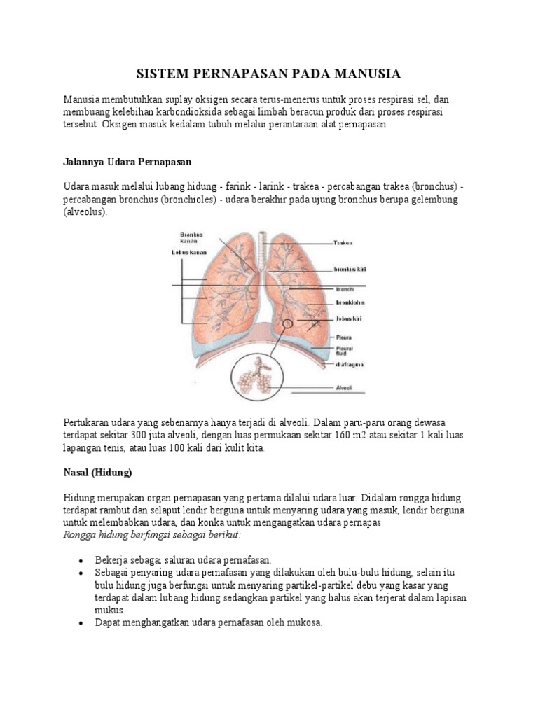 Sistem Pernapasan Pada Manusia | PDF