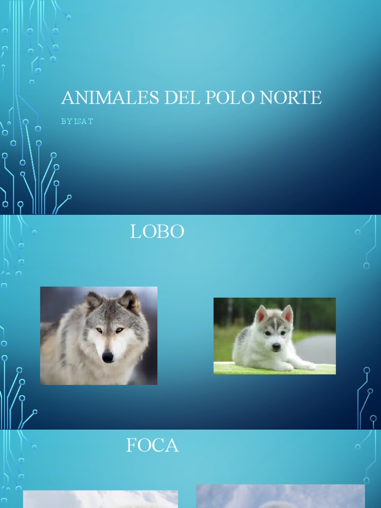 Animales Del Polo Norte | PDF