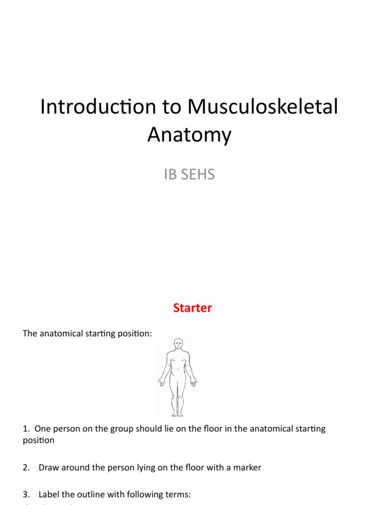 Introduction To Musculoskeletal Anatomy: Ib Sehs | PDF | Vertebral ...