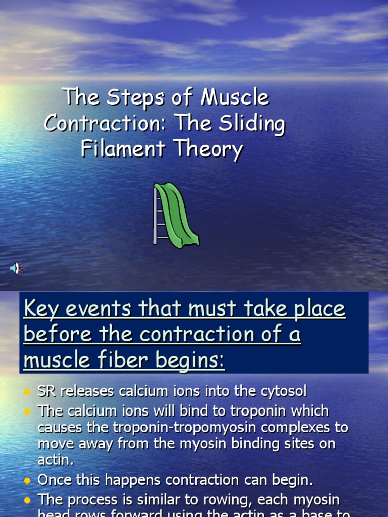 The Steps of Muscle Contraction: The Sliding Filament Theory | PDF