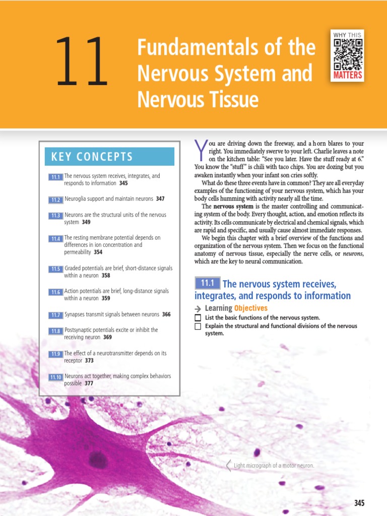 Fundamentals of Nervous System and Nervous Tissue | PDF | Nervous ...