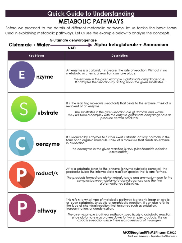 Quick Guide To Understanding Metabolic Pathways | PDF | Enzyme ...