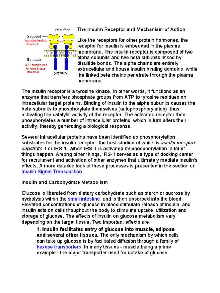 Insulin Receptor Mechanism Overview | PDF | Insulin | Glycogen