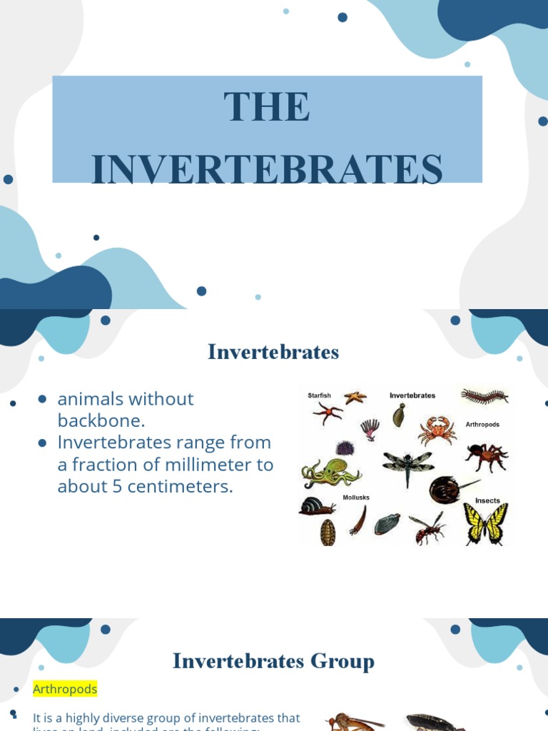 Lesson 2 - Invertebrates | PDF | Invertebrate | Mollusca