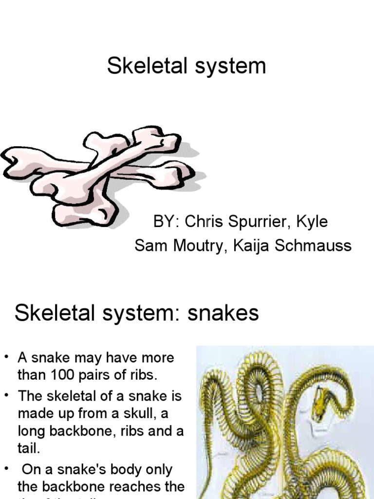 Skeletal System: BY: Chris Spurrier, Kyle Sam Moutry, Kaija Schmauss ...