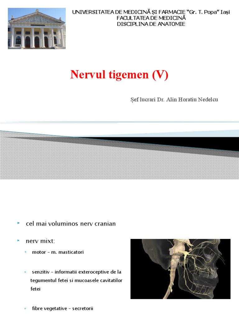 Curs 8 - Nervul Trigemen | PDF