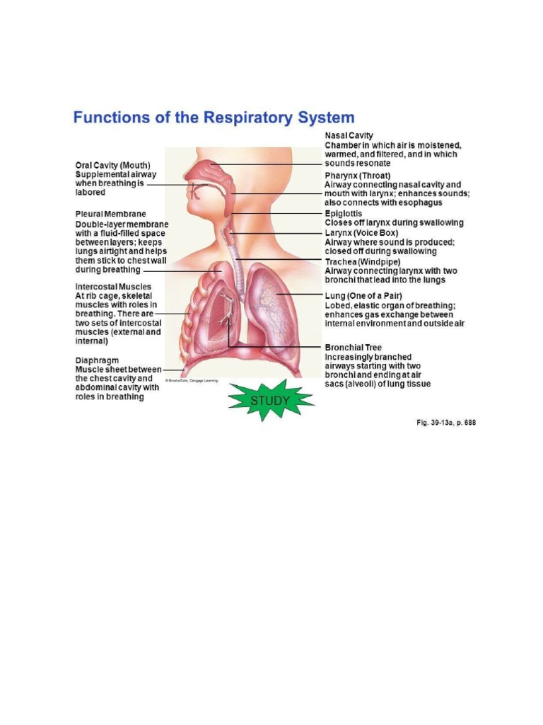 Rspiratory System Anatomy | PDF