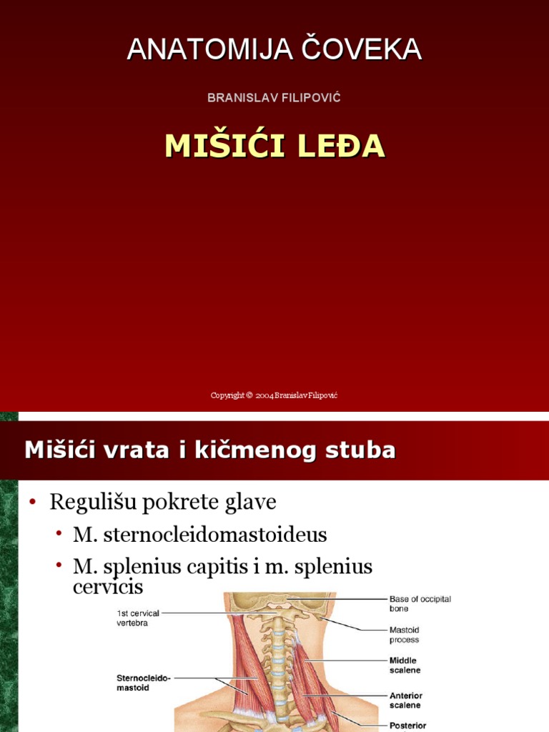 Misici Ledja | PDF